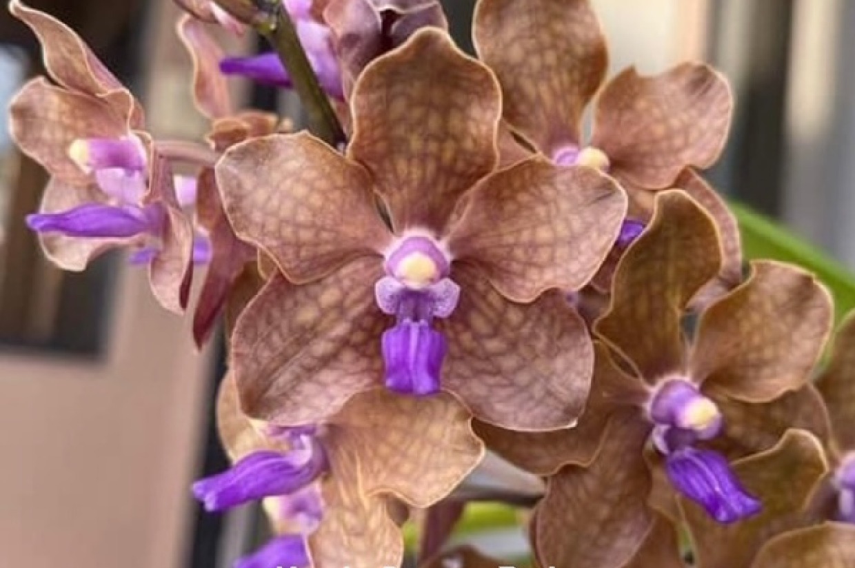 Vanda Stacey Bailey ‘Centennial Celebration’ AM/AOS | American Orchid ...