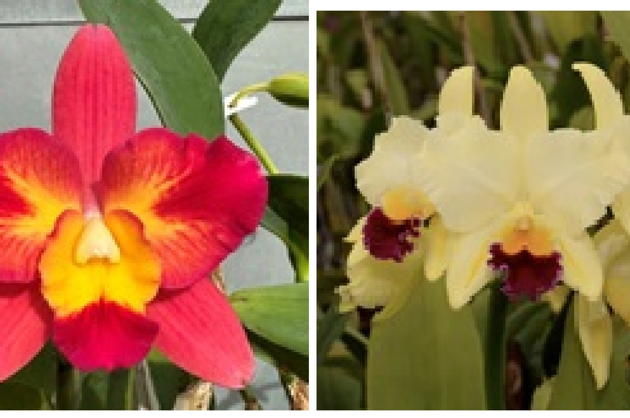 2 Plant Bundle - B. Adrian Hamilton + Rth. Izumi Charm 'SVO' AM/AOS x C ...