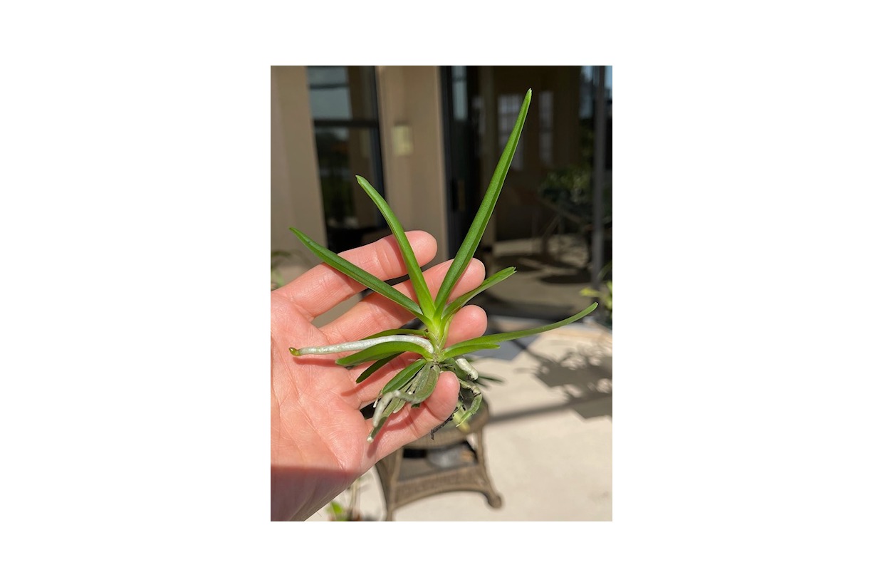 Papilionanda Keiichi Kawamura Seedling | American Orchid Society Deb ...