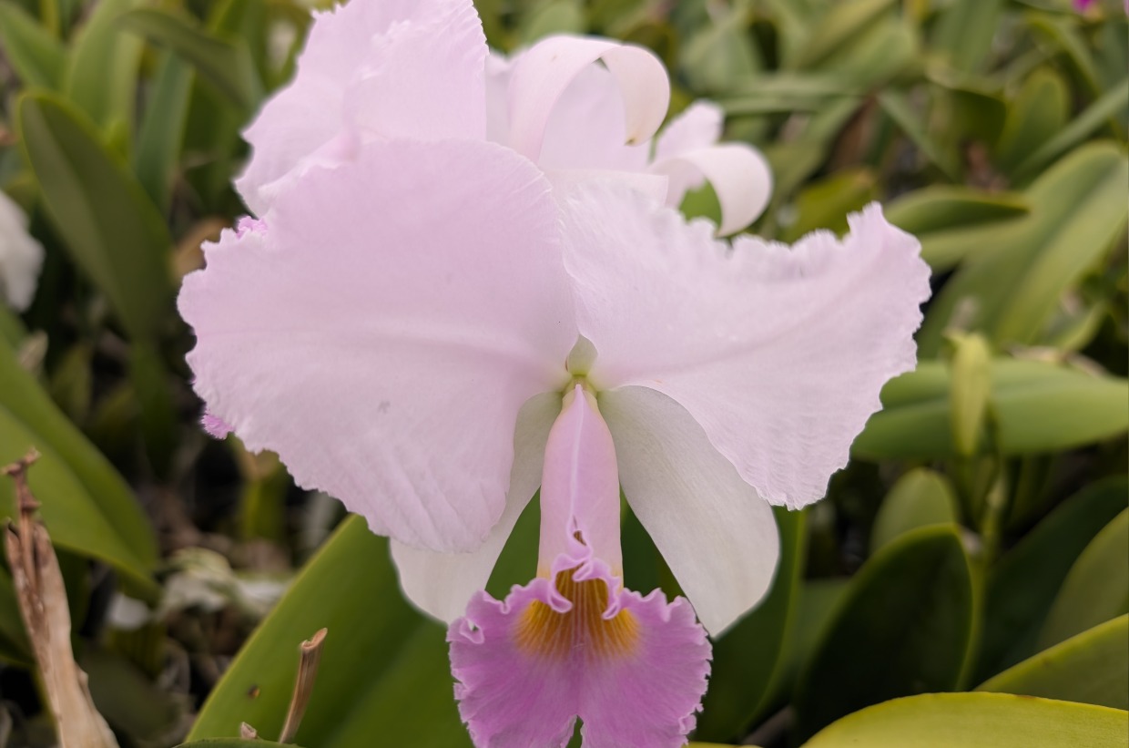 C. trianae coerulea 'Ximena' — American Orchid Society Fall 2025 ...