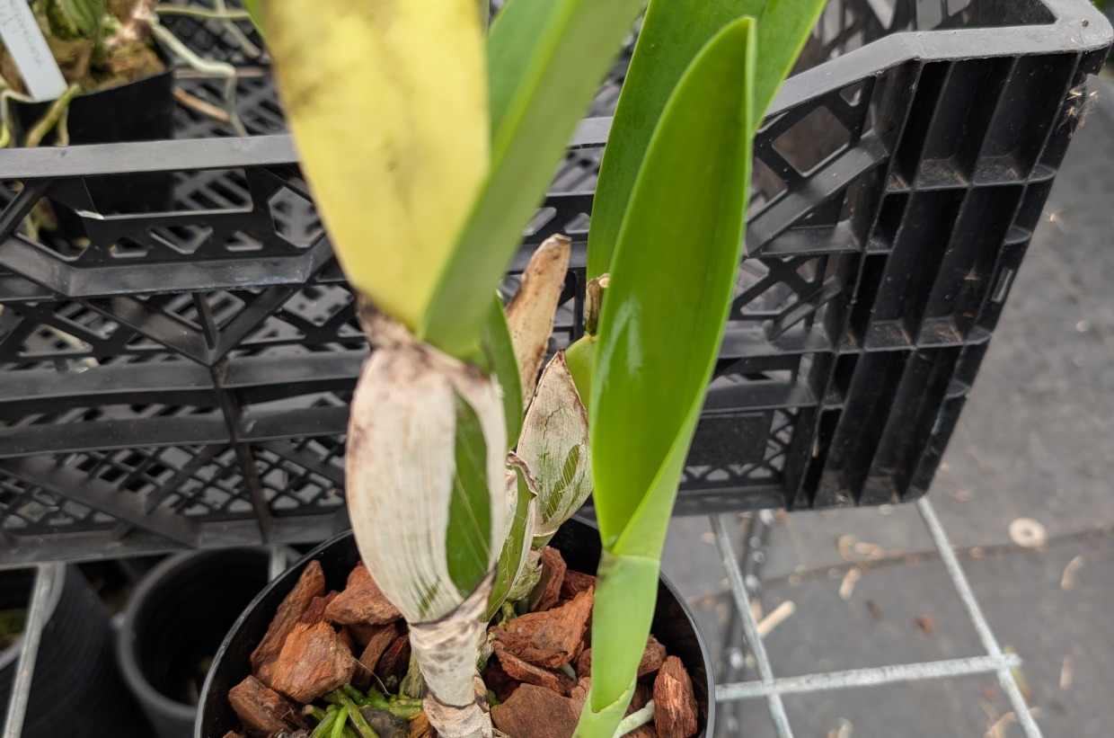 C. trianae coerulea 'Ximena' — American Orchid Society Fall 2025 ...
