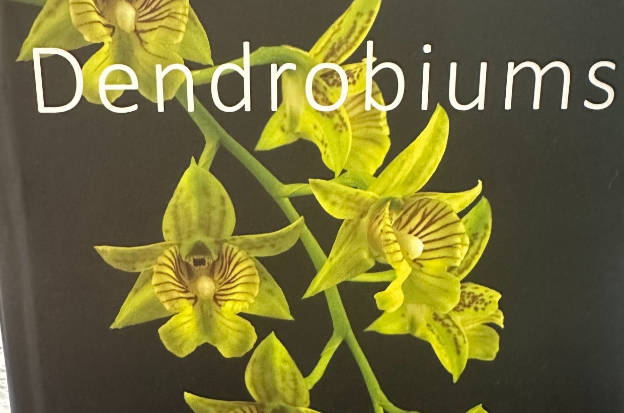 Latouria Dendrobiums — American Orchid Society Fall 2025 Auction — AOS ...