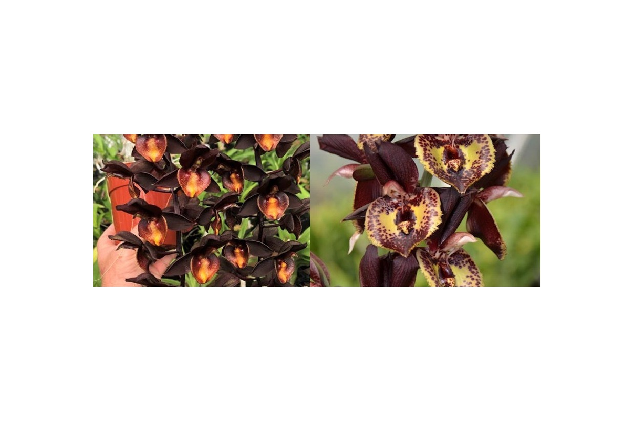 Ctsm. Louise Clarke 'Wonder Woman' x Ctsm. Ryan Harrington 'Best of the Best' | American Orchid ...