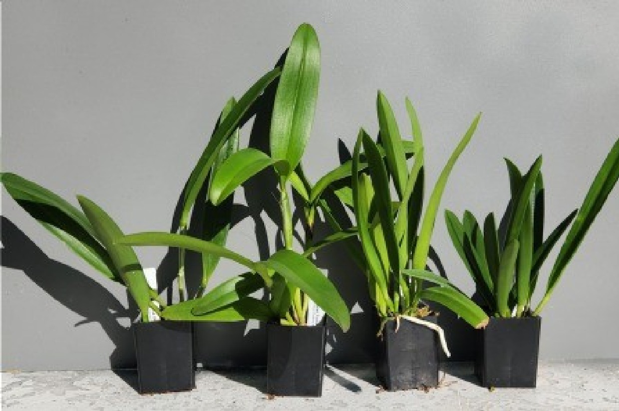 4-Pack of Near-Blooming Size, Brassavola-Cattleya Hybrid Seedlings ...
