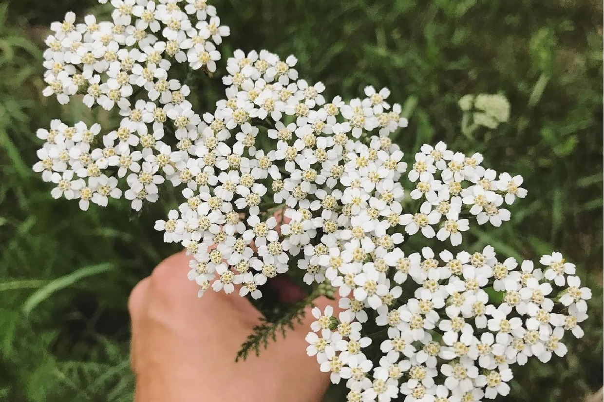 $100 GC to Black Cap Farm Native Plant Nursery | CCSC Silent Auction ...