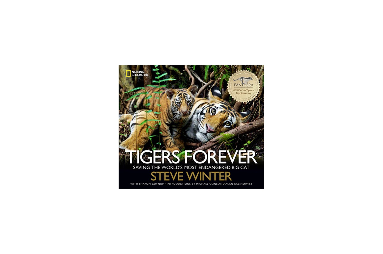Tigers Forever Saving the World's Most Endangered Big Cat, Steve Winter ...