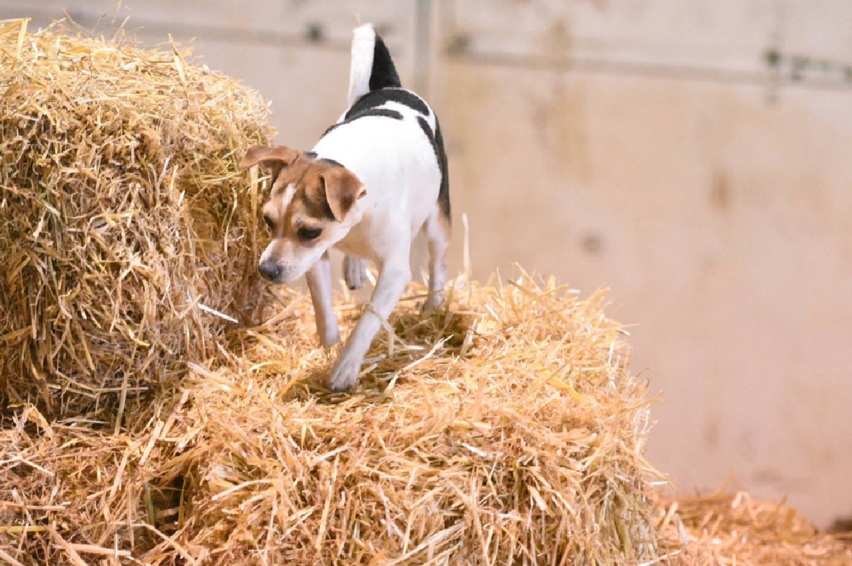 Barn Hunt Lesson for Up To 4 Dogs | 18th Annual Whine & Cheese | All ...