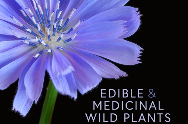 Edible & Medicinal Wild Plants of the Midwest book | North Country ...
