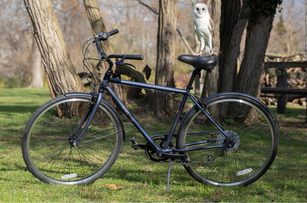 Electra Step-Over Bike- Black | Sweetbriar Nature Center's Auction ...