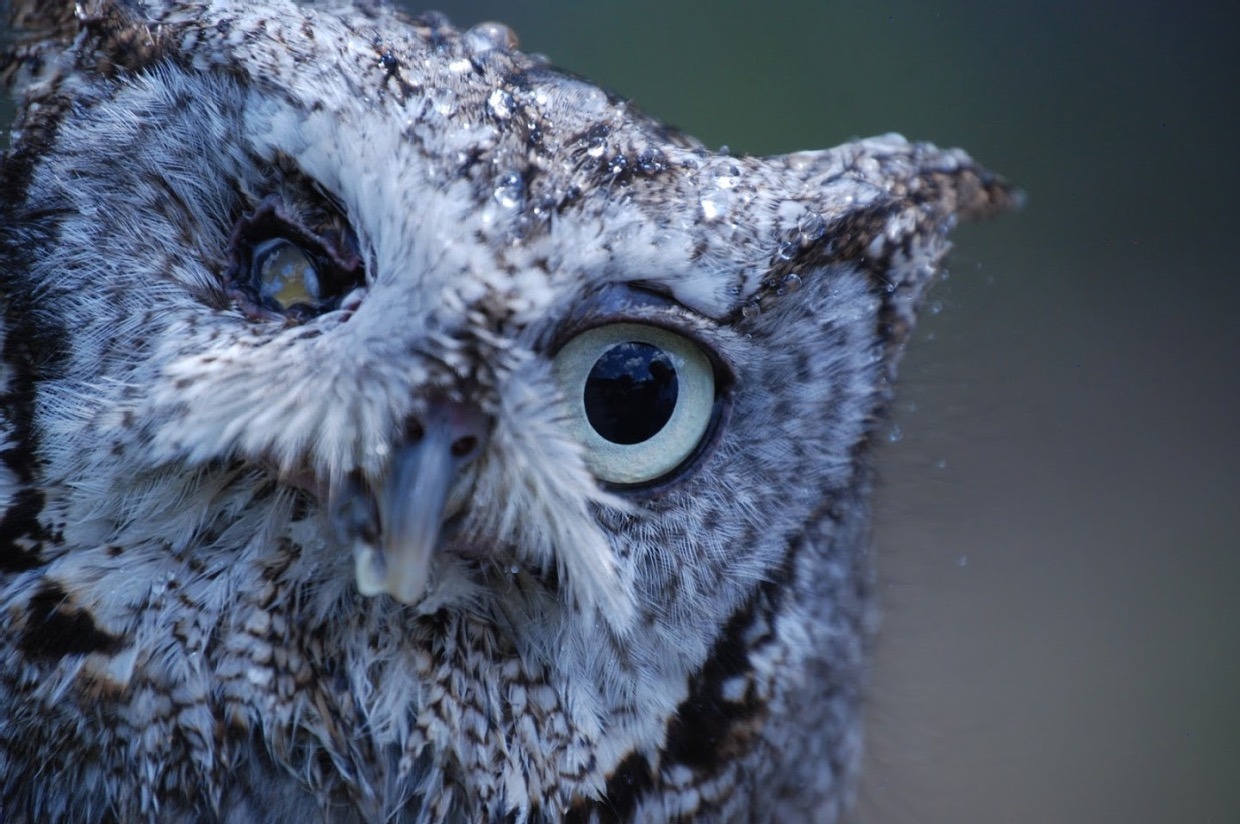 Intro to Raptor Care and Handling | Dog Days of Summer 2025 | Wildlife ...