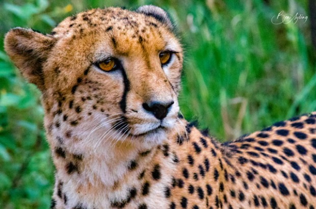 Ben Ayling - Award Winning Photographer: Cheetah Photograph | March ...