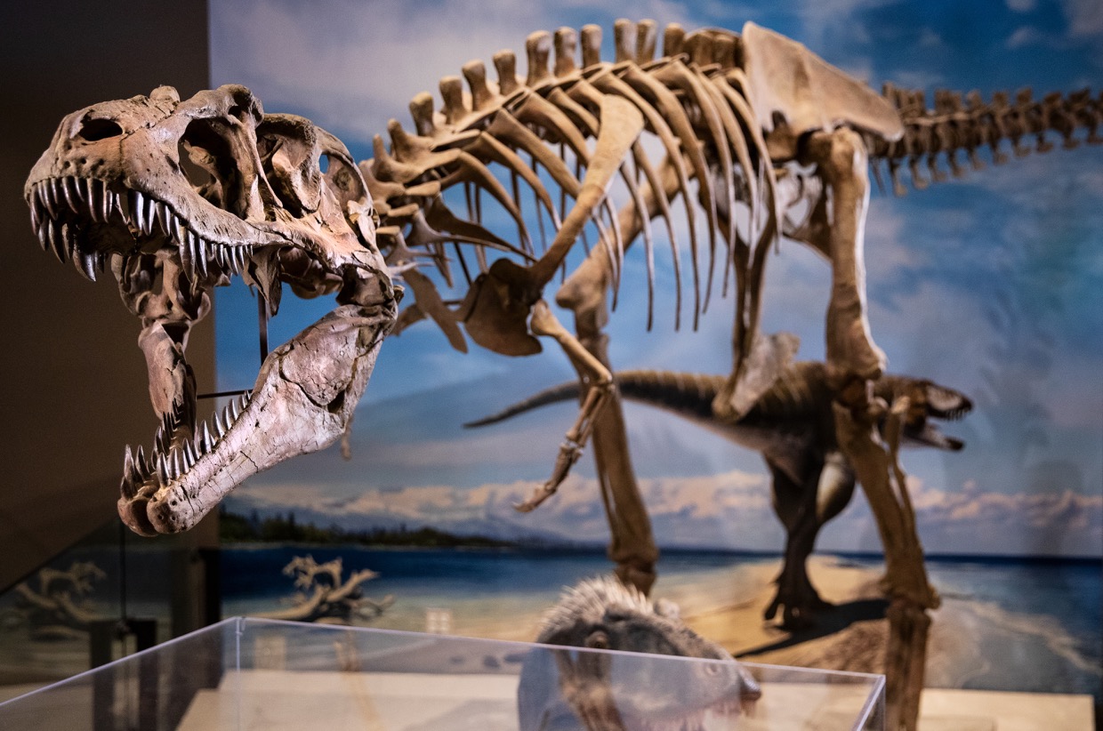 A Day at the Museum Package | March for Missions 2025 | The Rock Church ...