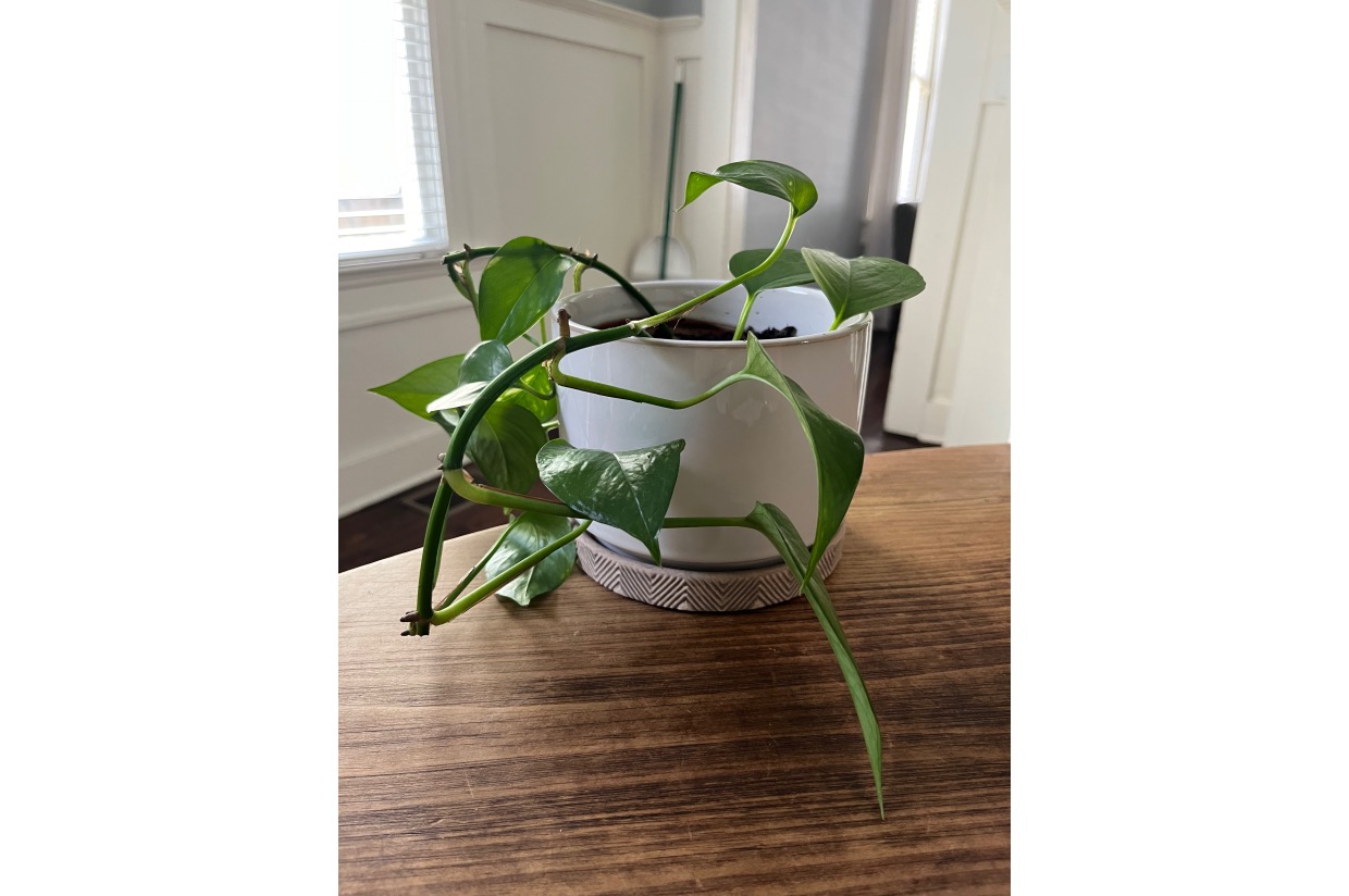 Golden pothos plant in ceramic pot | Saved By the Bid! GPCP Auction ...