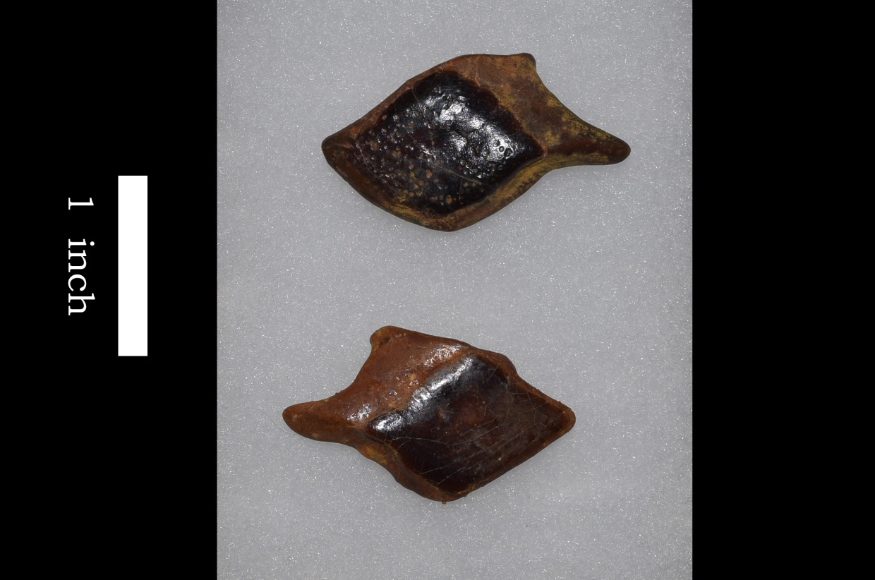 Gar Fish Scales (2) | 2024 NCFossilFest Auction | Aurora Fossil Museum ...