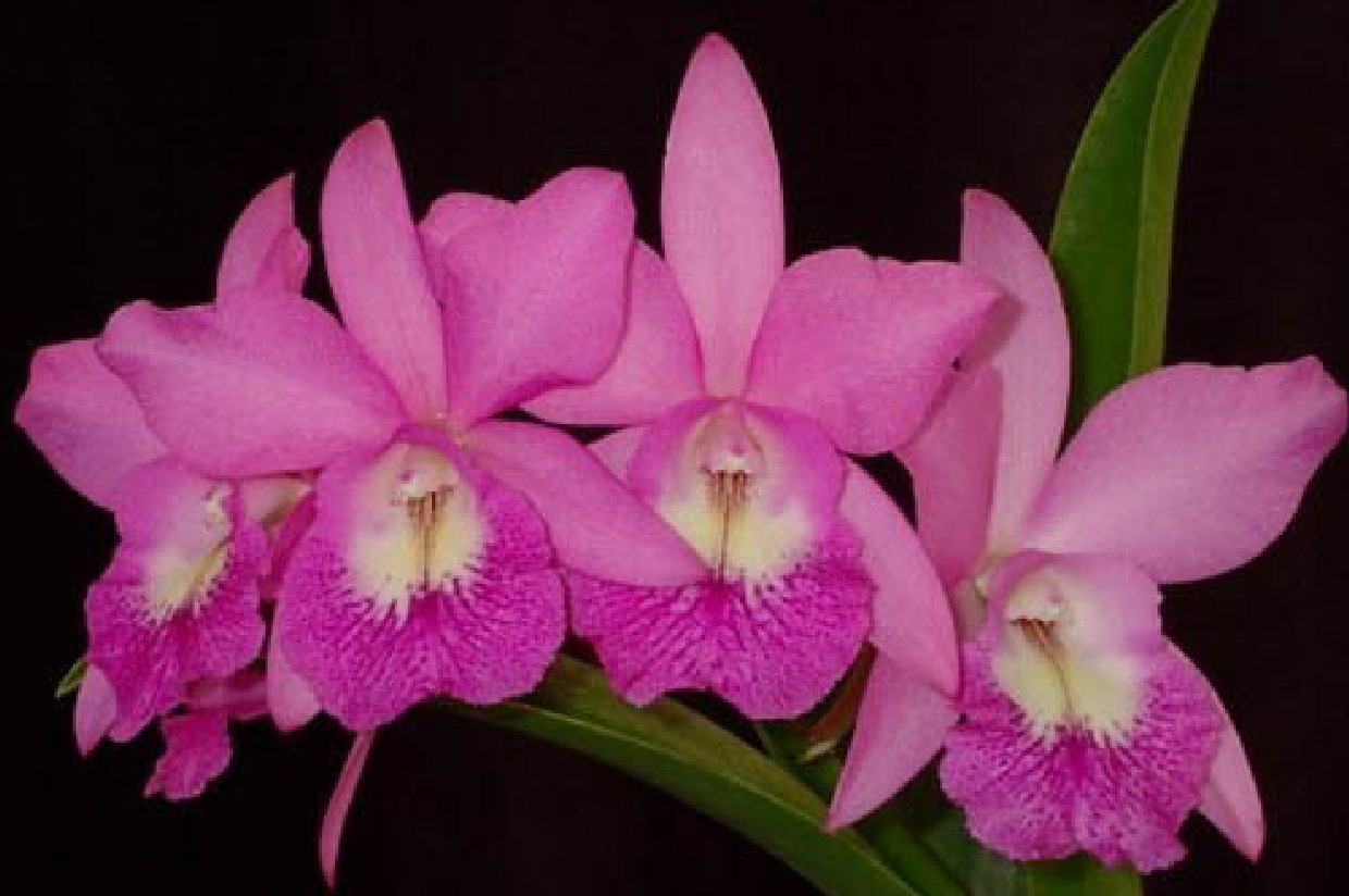 New SVO Hybrid (Bc. Little Mermaid 'Janet' AM/AOS x L. Finckeniana ...