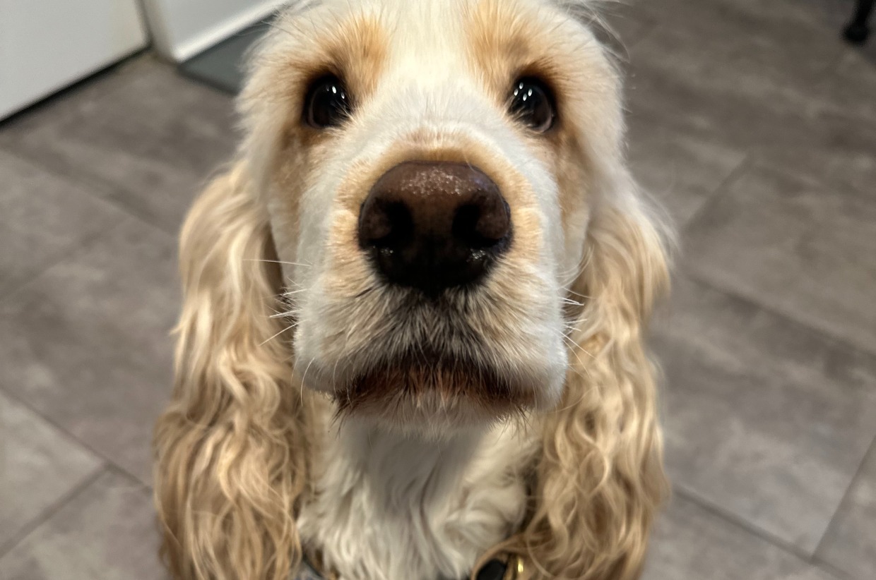 Waffle Cones with Wallace | 2025 Annual Gala Auction | Charlottesville ...