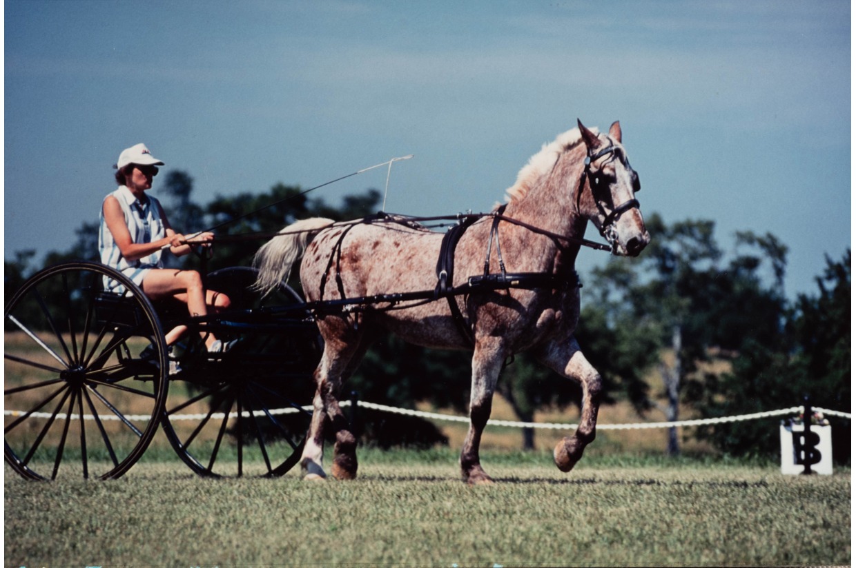 Clinic Participant in Dressage Exercise, Gayla Driving Center ...