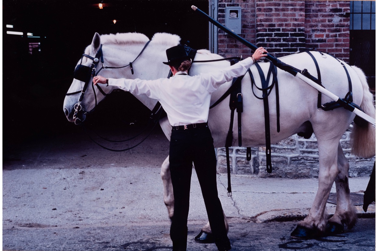 Sarah Hager, Livery Driver, Grooming and Harnessing her Percheron for ...