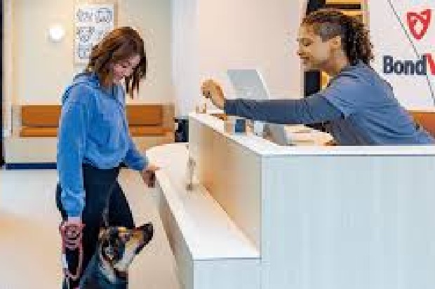 Gift Bag for Cat | 2025 Van Ness Elementary Auction | Van Ness ...