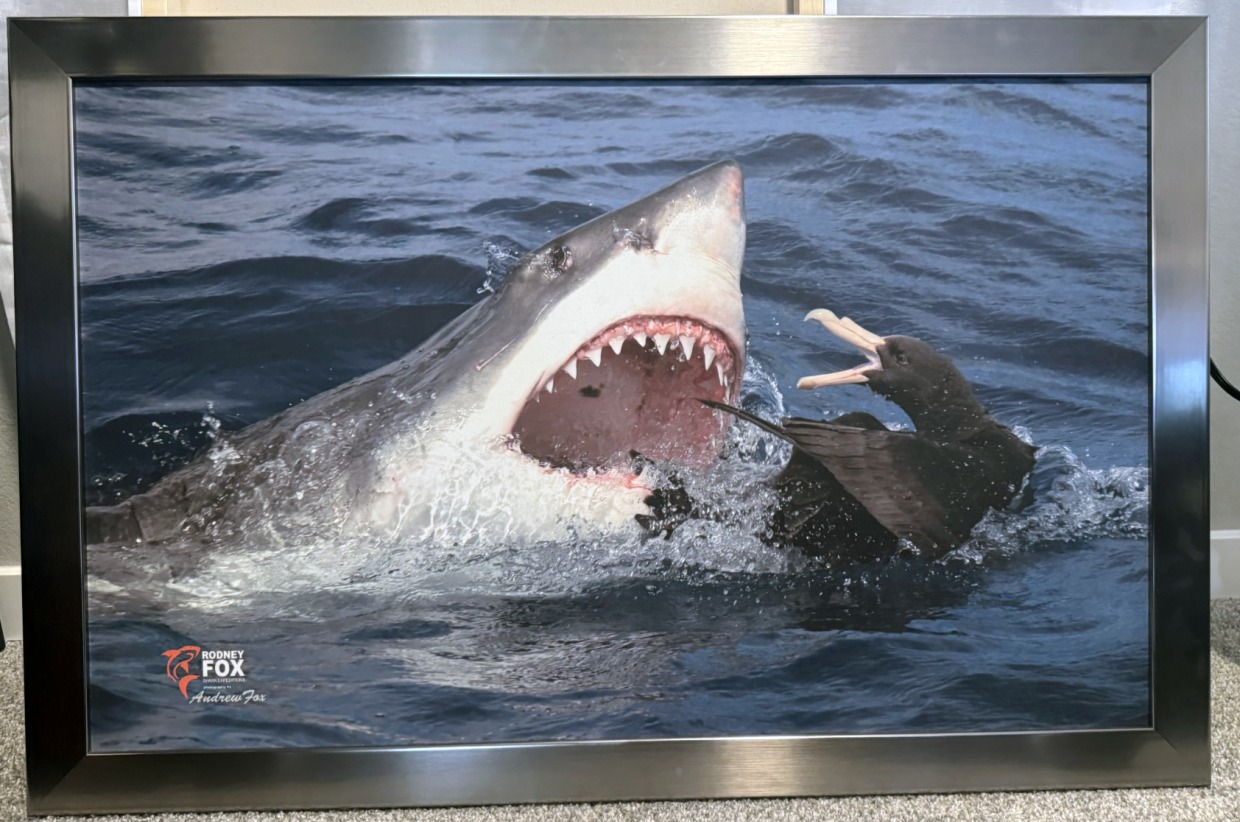 White Shark with Frigate Bird. | Fins Attached Online 2025 Auction ...