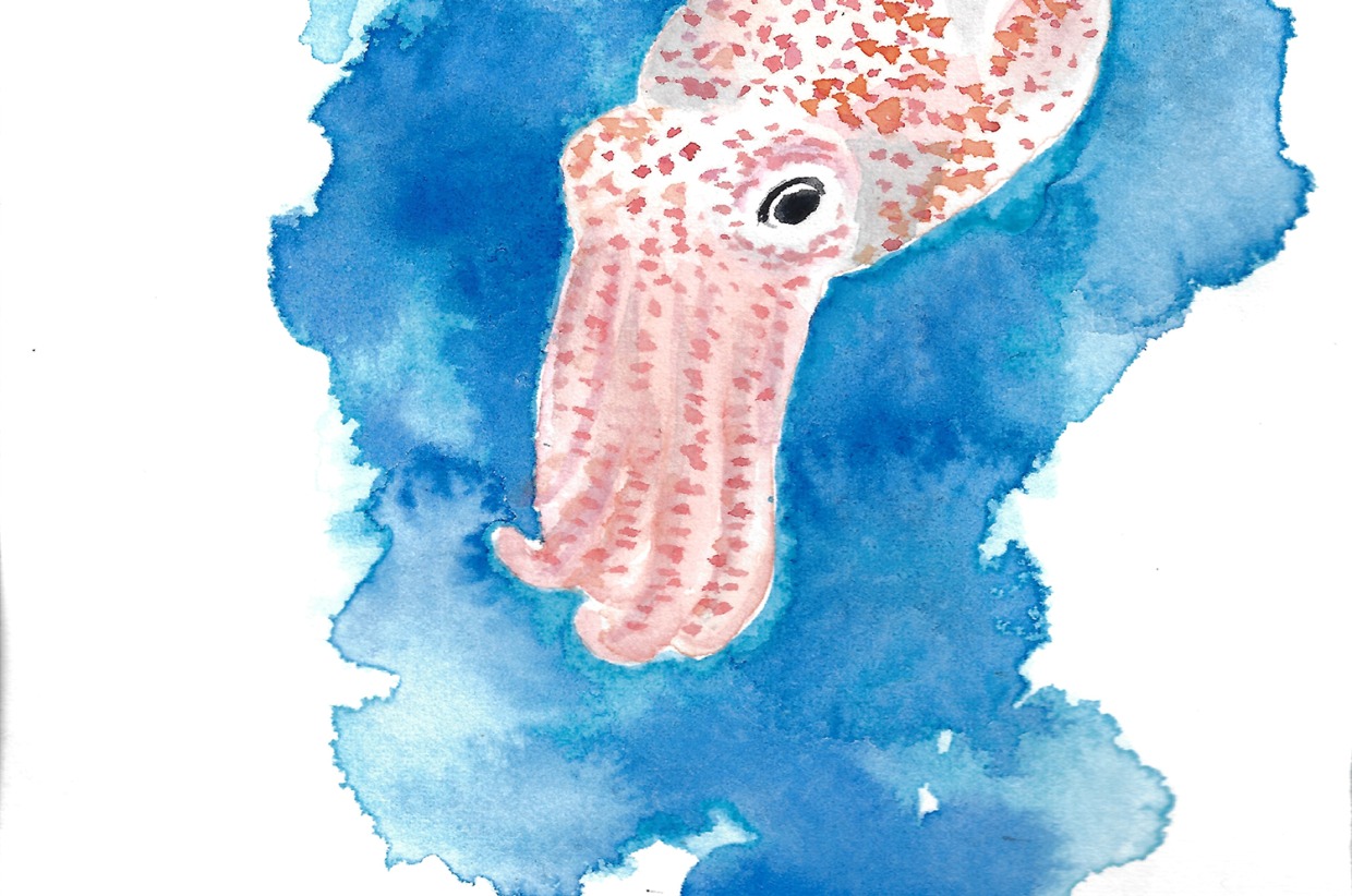 Watercolor Painting: Bobtail Squid | Ocean Art Festival and Fundraiser ...