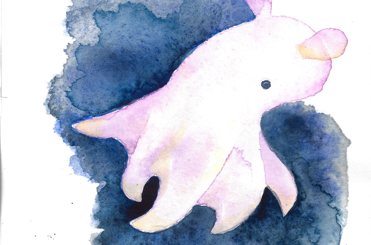 Watercolor Painting: Dumbo Octopus | Ocean Art Festival and Fundraiser ...