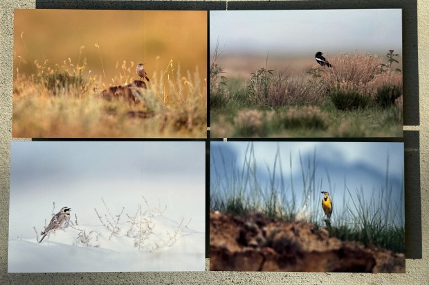 Prairie Song Bird Photographs by Emma Balunek | Celebration of the ...