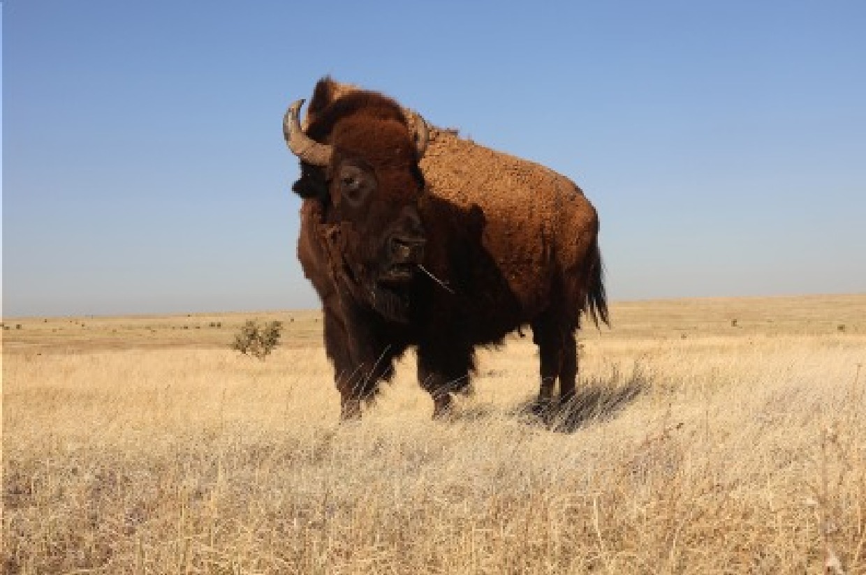 'Bison Bull' by Stefan Ekernas | Celebration of the Prairie - online ...