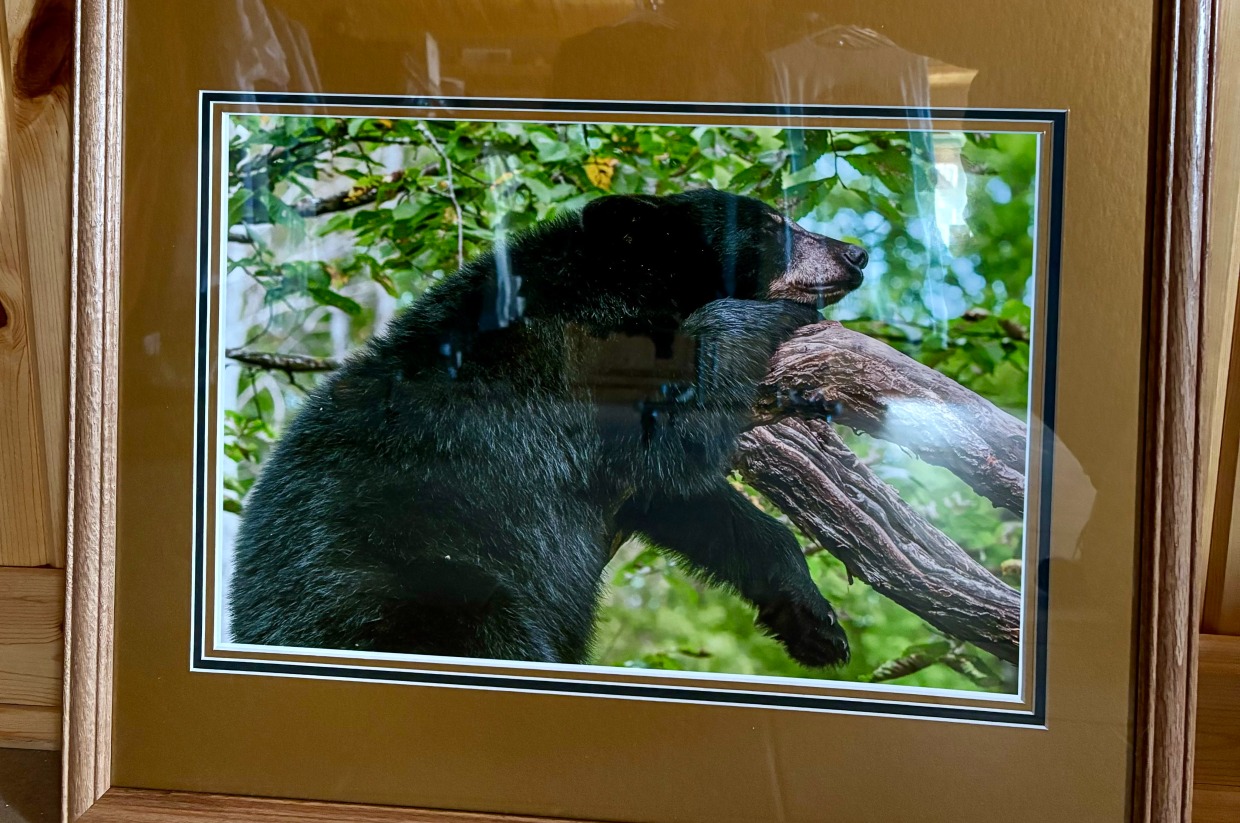 Bear Resting in a Tree Photo | Vince Shute Wildlife Sanctuary Online ...