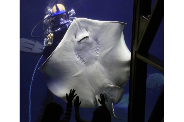 EXP 11: Day Pass to Maui Ocean Center (1 of 4) | Whale Tales 2024 ...