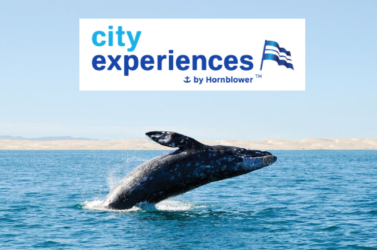 Whale Watching or Sightseeing Cruise for 2 | 2024 LCC Barn Bash Online ...