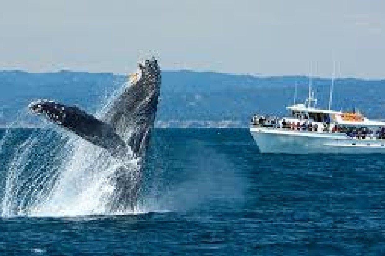 Monterey Bay Whale Watch - Whale Watch Pass for Two (2) Adults | 2025 ...