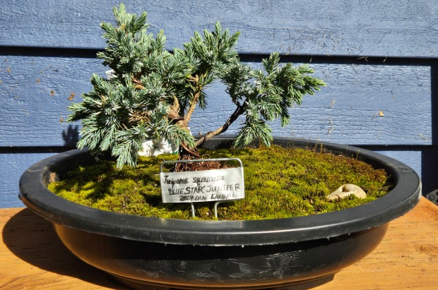 Bonsai Blue Star Juniper | Online Silent Auction | Bellevue Chamber ...