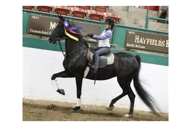 206. Learn to Ride with High Caliber Stables | Dogs on the Catwalk 2025 ...