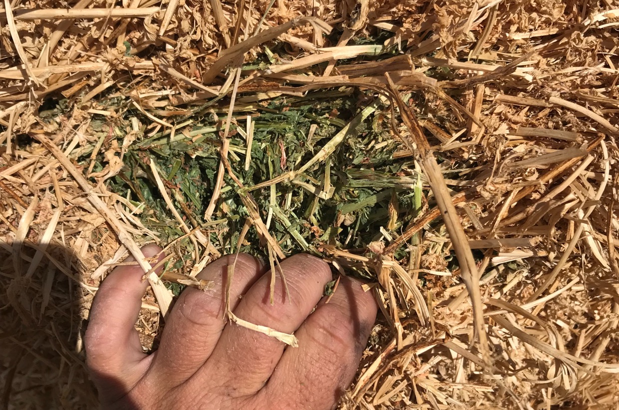 1 ton of hay (approximately 25 2 string bales). 1st cutting alfalfa ...