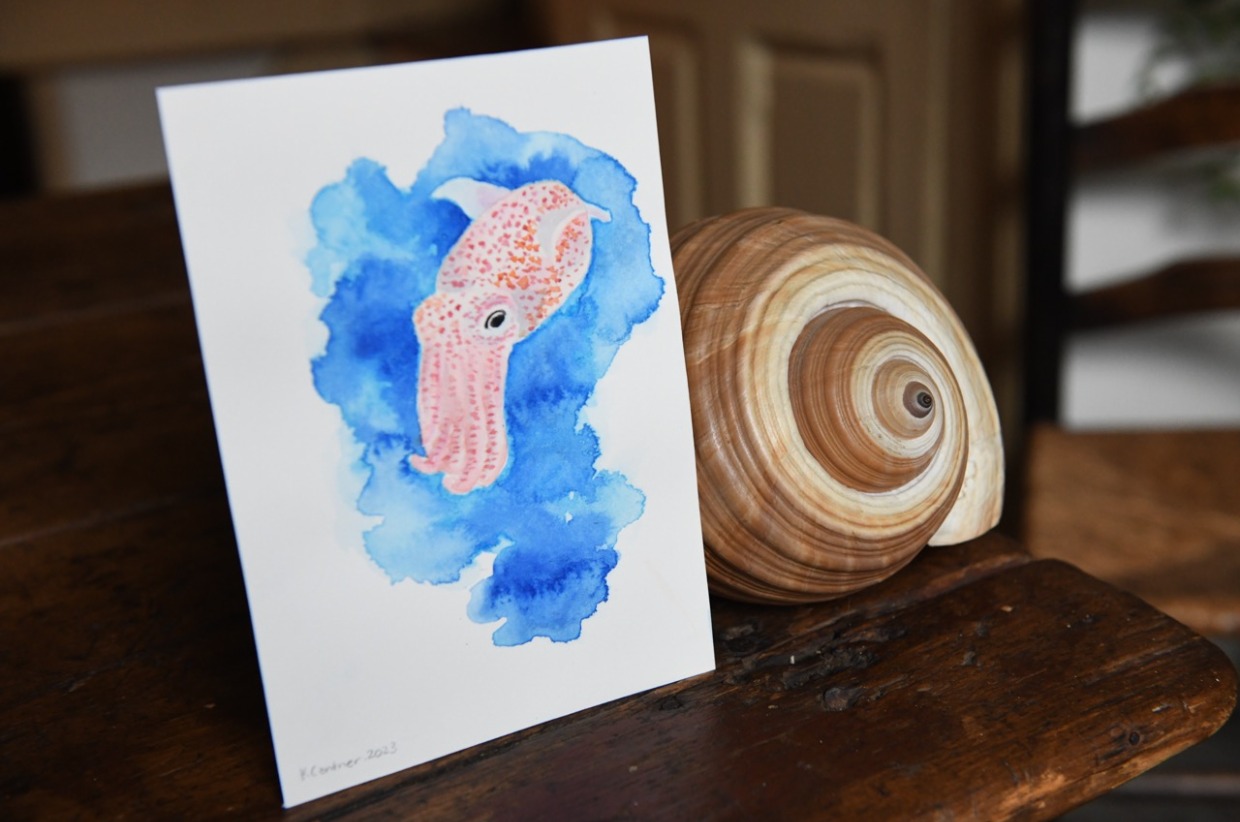 Watercolor Painting: Bobtail Squid | Ocean Art Festival and Fundraiser ...