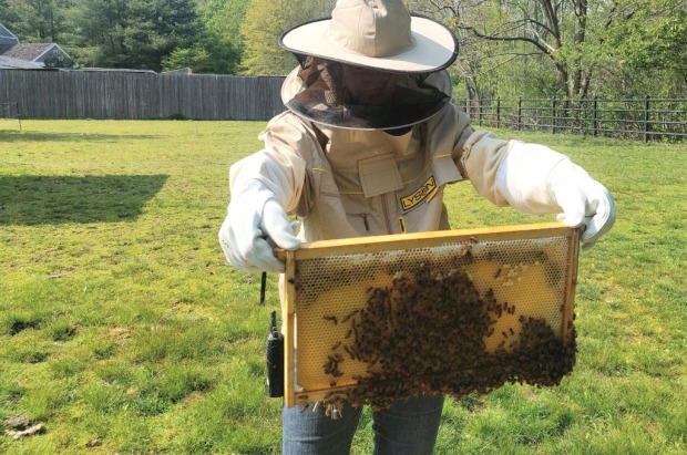 VIP Bee Encounter | Zoolala | Buttonwood Park Zoological Society ...