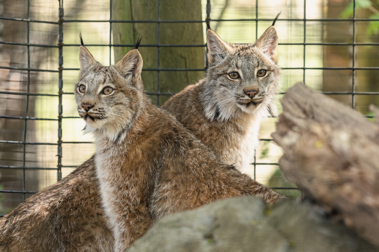 Peanut Butter Prints | BPZOO's Art Gone Wild | Buttonwood Park ...