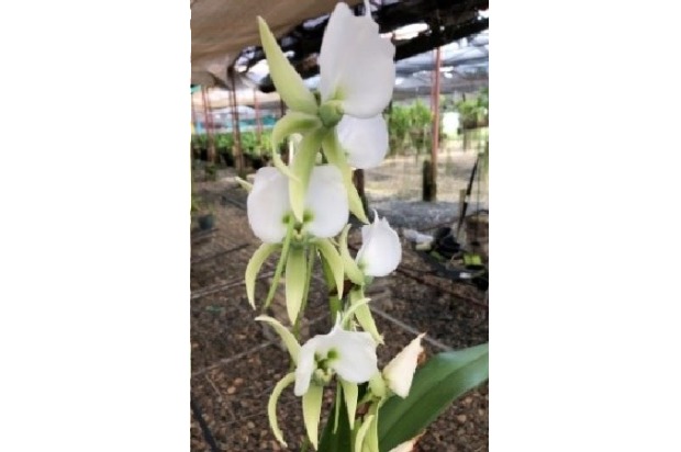 Angraecum eburneum | American Orchid Society Deb Bodei Memorial Fall ...