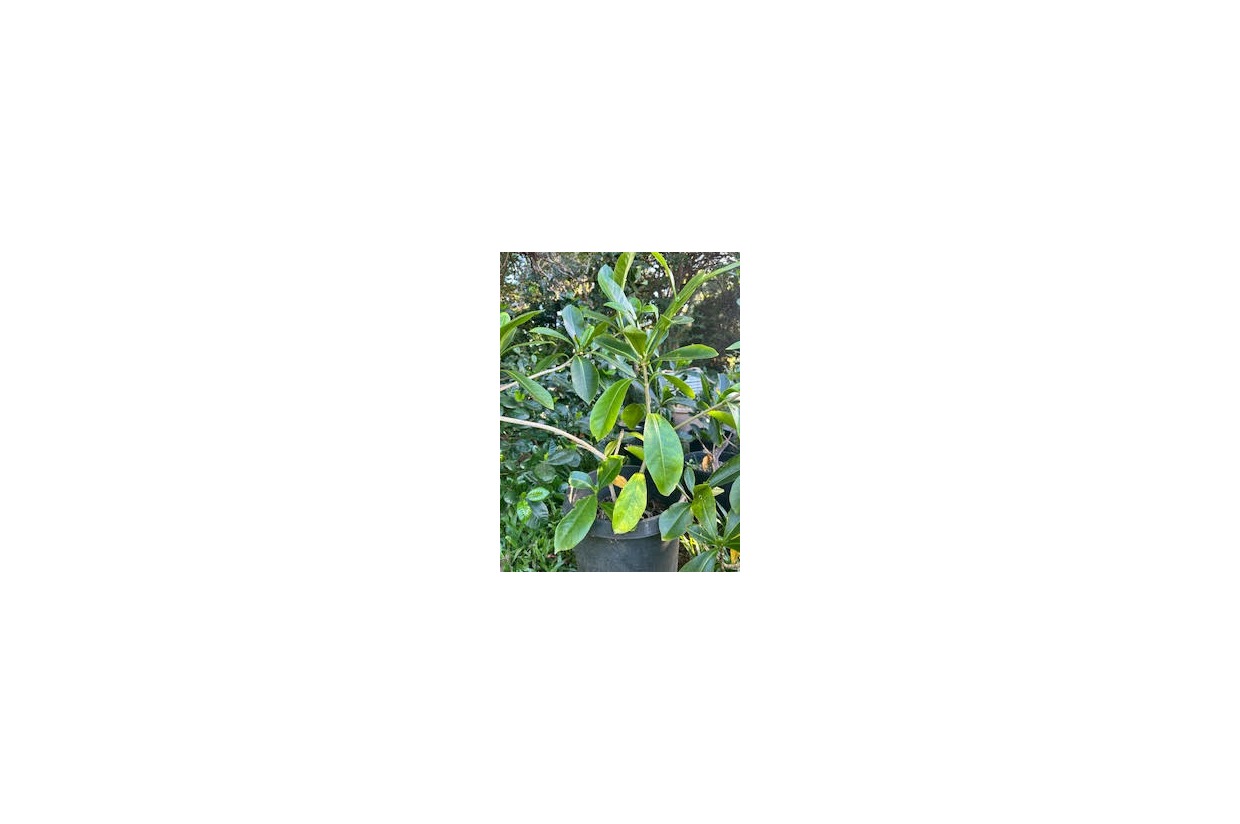 Puakenikeni Tree | KSM Ho'olaule'a Auction 2025 | Kamehameha School ...
