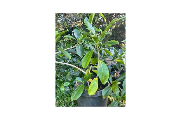 Puakenikeni Tree | KSM Ho'olaule'a Auction 2025 | Kamehameha School ...
