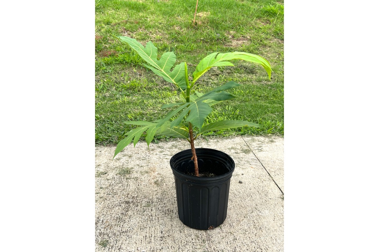 Ulu Plant 18" | KSM Ho'olaule'a Auction 2025 | Kamehameha School Maui ...