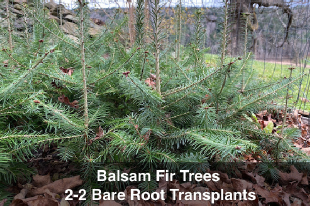 5 Balsam Tree Seedlings from Pony Farm | Spring Hill School's 2024 Bid ...