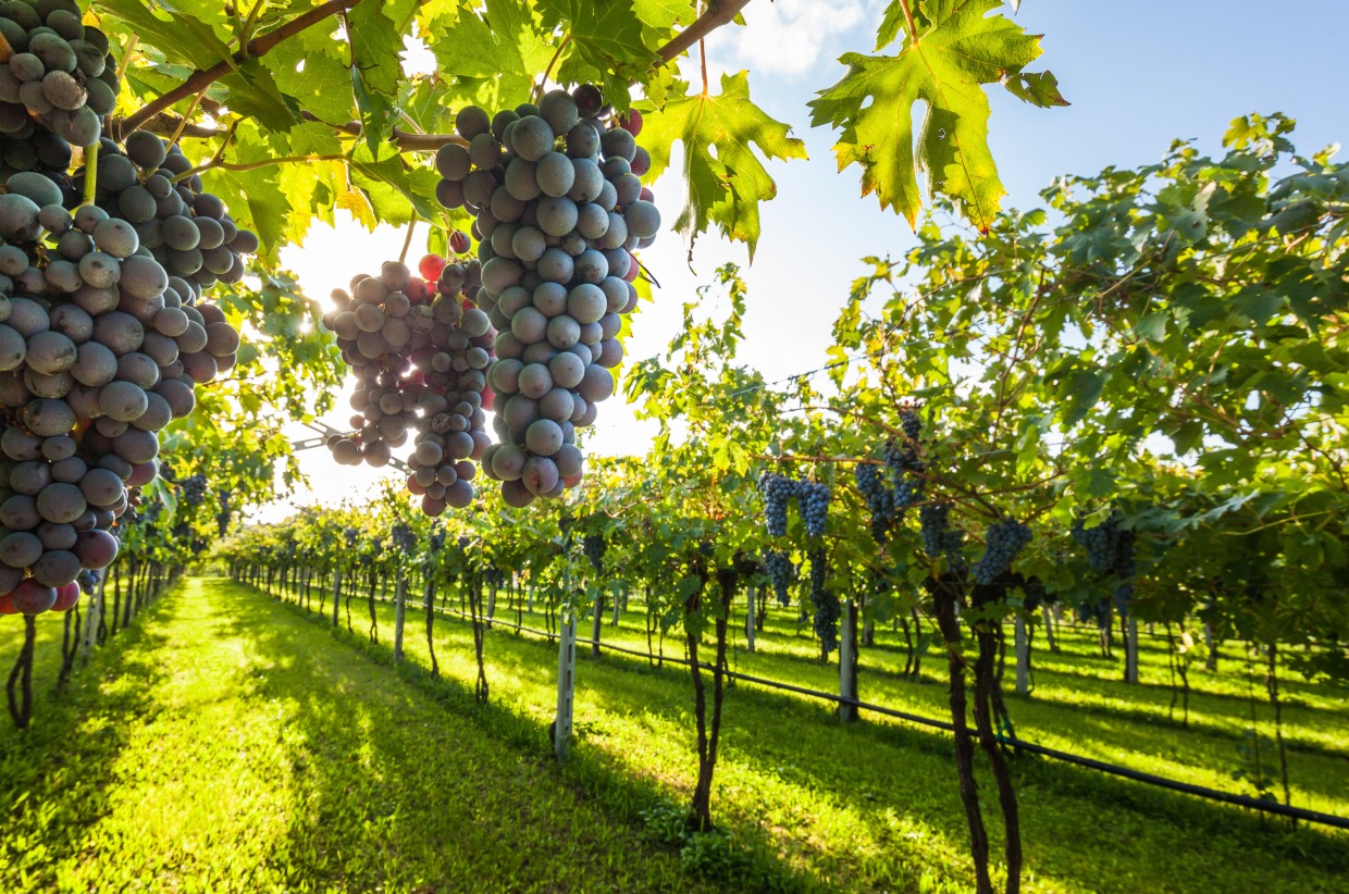 Arizona's Gorgeous Red Rock Country | Havana Nights Silent Auction ...