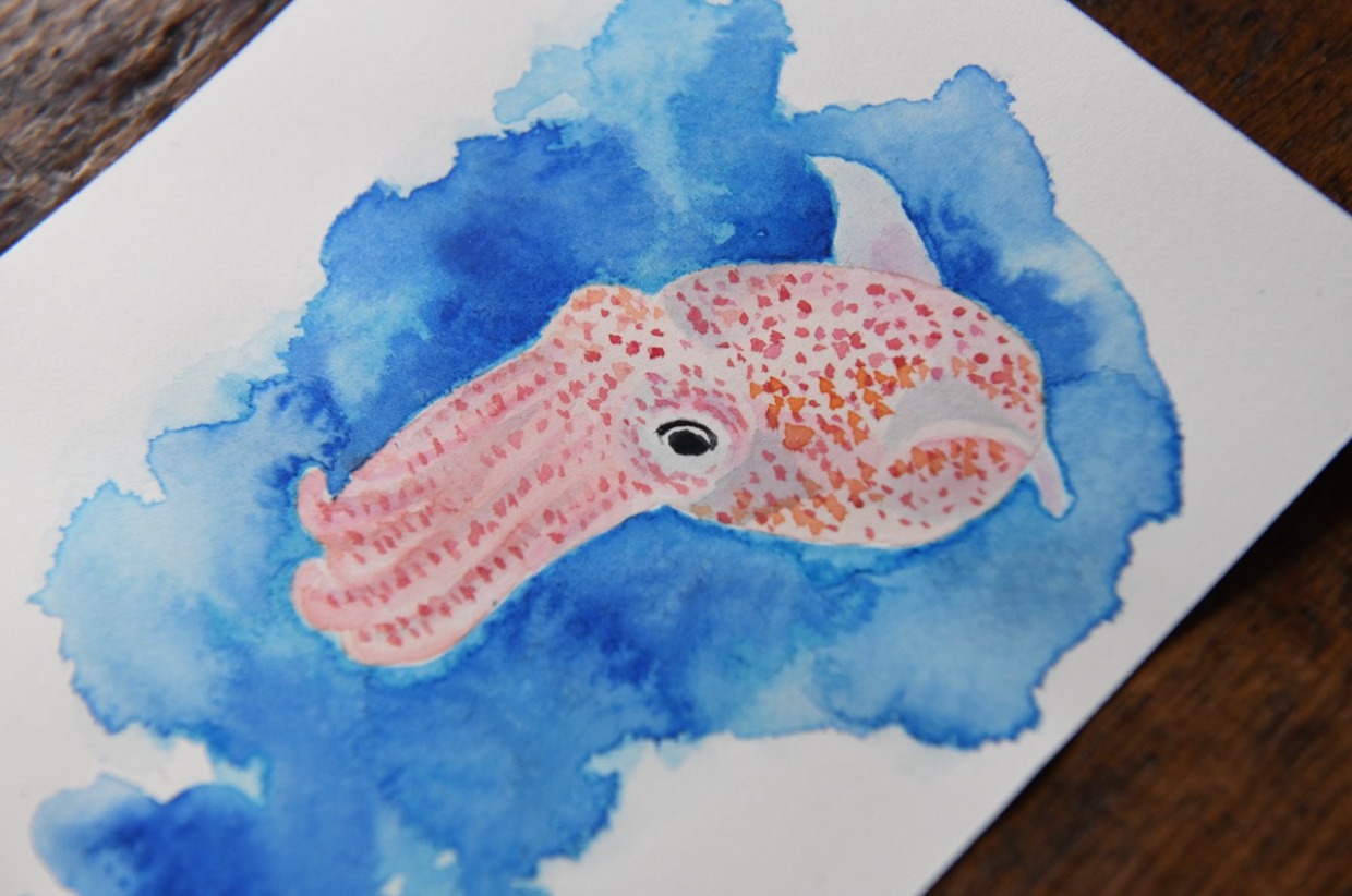 Watercolor Painting: Bobtail Squid | Ocean Art Festival and Fundraiser ...