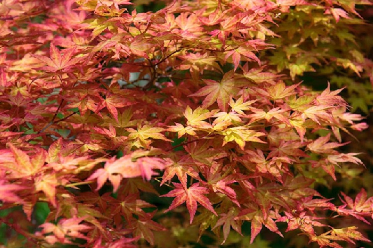 Japanese Maple & Garden Elegance Collection | A Moveable Feast Online ...