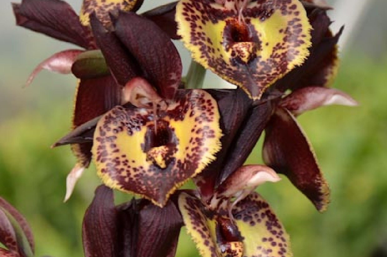 Ctsm. Louise Clarke 'Wonder Woman' x Ctsm. Ryan Harrington 'Best of the Best' | American Orchid ...