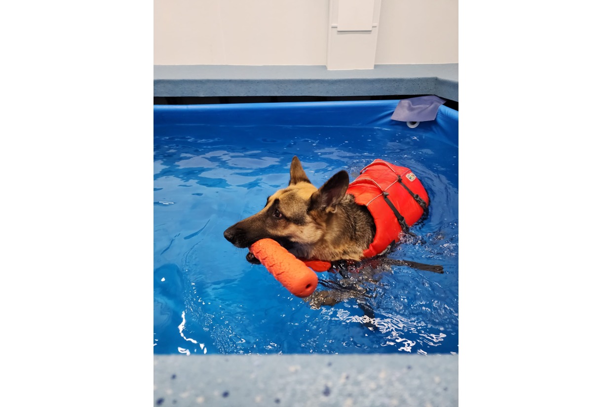 3 Sessions at Aquatic Paws | Friendship Preschool 2025 Silent Auction ...