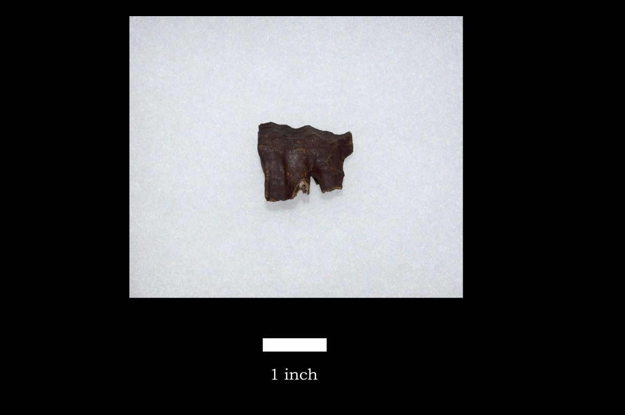 Fossilized Horse Tooth | 2024 NCFossilFest Auction | Aurora Fossil ...