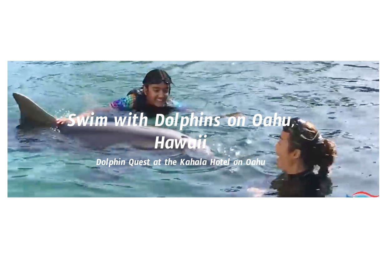 24-100 Amazing! Dolphin Quest Hawaii | 2024 Ohana Arts SUMMER SIZZLE ...